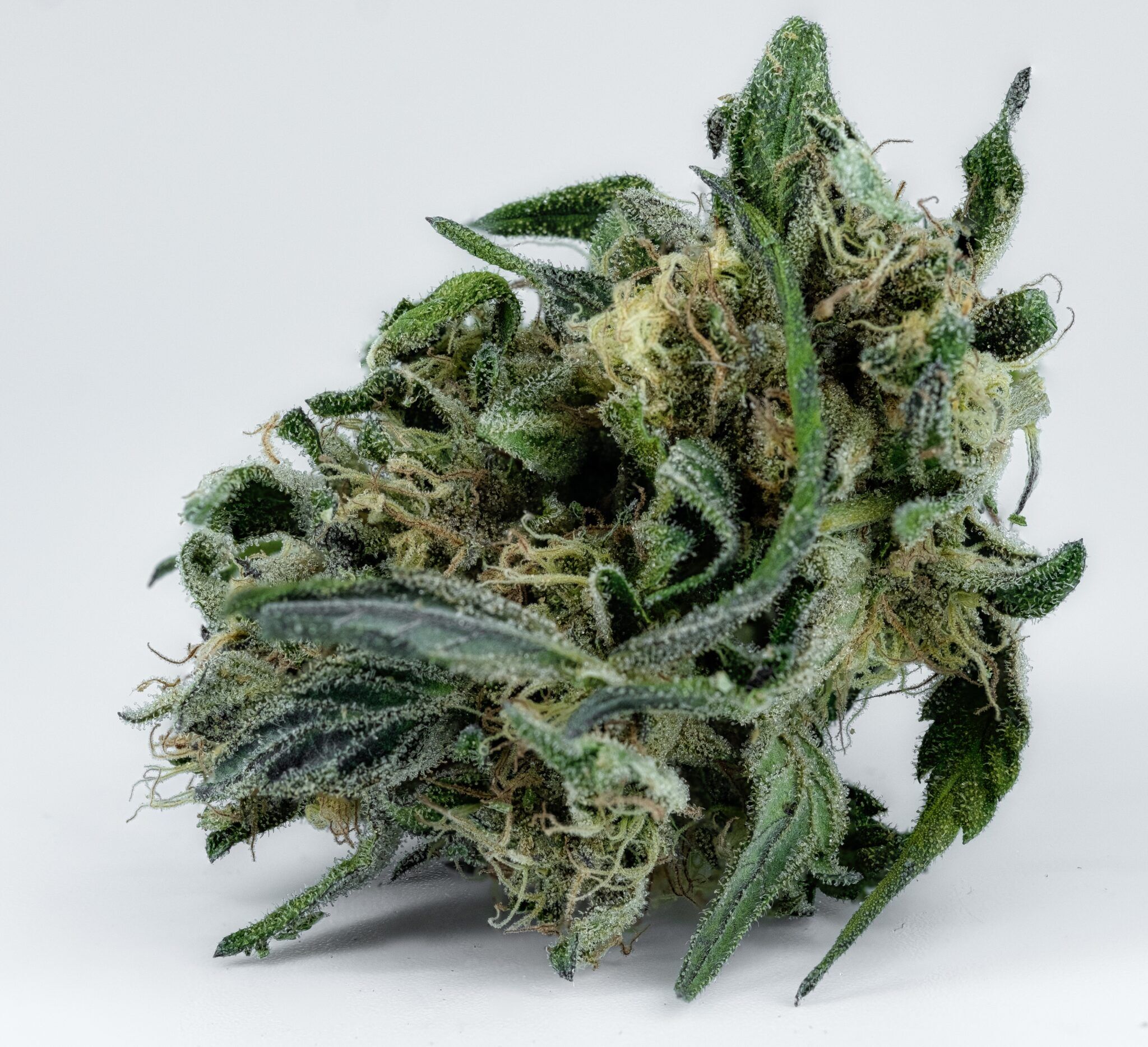 How to Deal With Moldy Bud Using Hydrogen Peroxide: Step-by-Step Safety ...